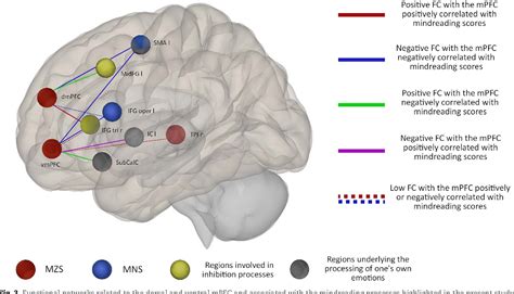 Figure 3 From Functional Connectivity Of The Medial Prefrontal Cortex