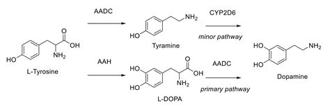 Dopamine Synthesis
