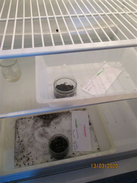 Activité La Germination Des Graines Niveau Sixième Svt Mme Le Galles