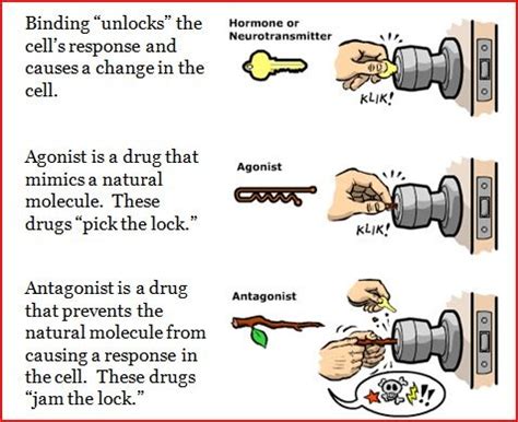 Introduction Endocrine System Flashcards Quizlet