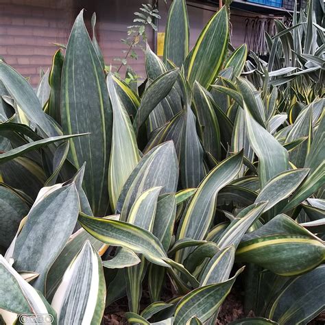 Professional Plant ‎ماسونیاناهای حرفه‌ای در سایزهای مردونه و Xxxxxxxxxxxl Masoniana