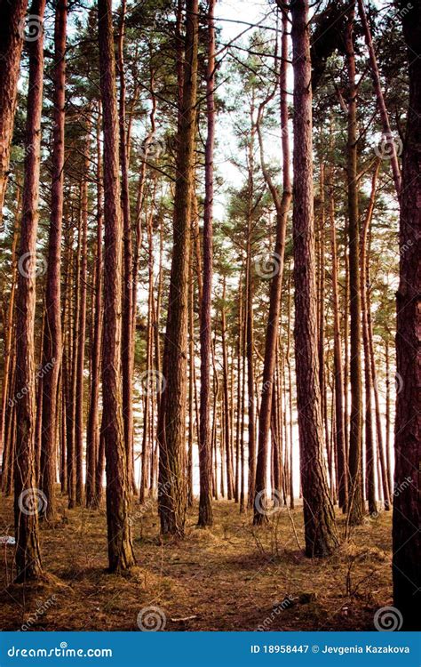 Pine Tree Wood Stock Image Image Of Plant Majestic 18958447