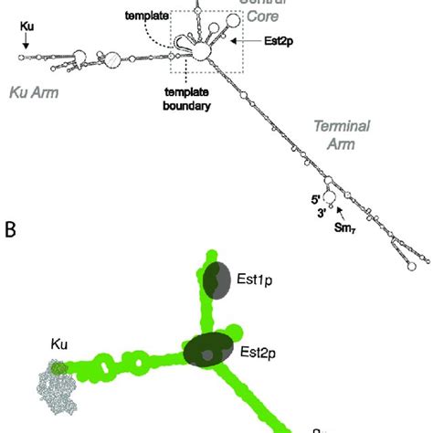 Secondary Structure Model Of Yeast Telomerase Rna Including Download Scientific Diagram