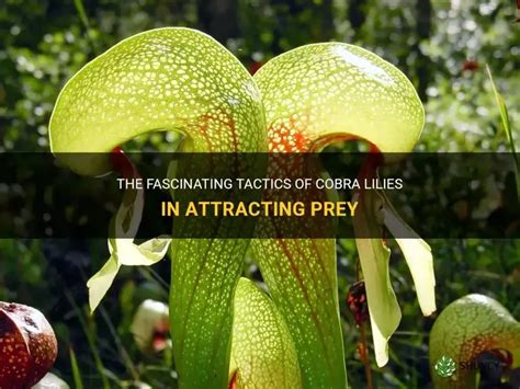 The Fascinating Tactics Of Cobra Lilies In Attracting Prey Shuncy