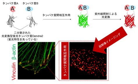 タンパク質間相互作用を超高解像度で可視化する技術を開発～タンパク質間相互作用の位置と数を一分子レベルで計測可能に～ テック・アイ生命科学