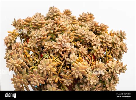 Bronze Graptosedum Succulents With Rain Drops Isolated On White