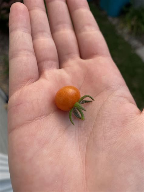 Mighty Cherry Tomato R Mightyharvest