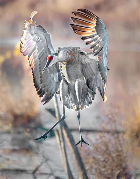 Sanhill Crane Drops In Photograph By David Wooldridge Fine Art America