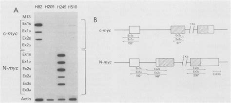 A C Myc And N Myc Runoff Transcription In Four Sclc Cell Lines Rna