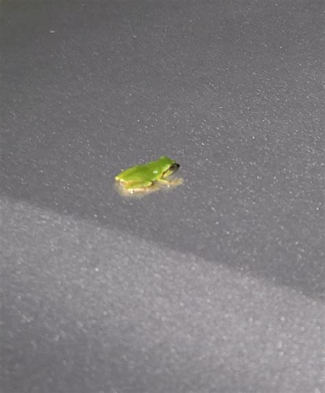 귀여운 개구리 추 유머 움짤 이슈 에펨코리아