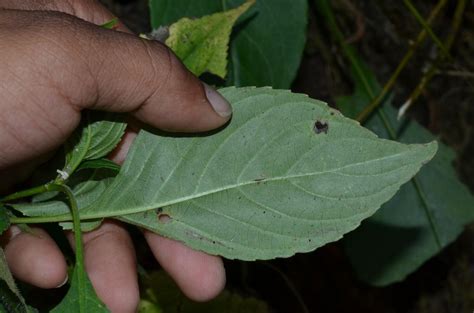 Phylum Ascomycota Eflora Of India