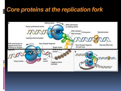 Dna Replication And Repair Pptx Biological Sciences Science