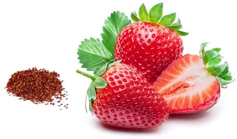 Drying Strawberry Seeds Step By Step Guide For Future Planting
