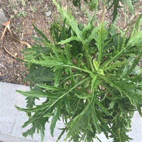 Crambe Arborea Plant Care And How To Grow Water