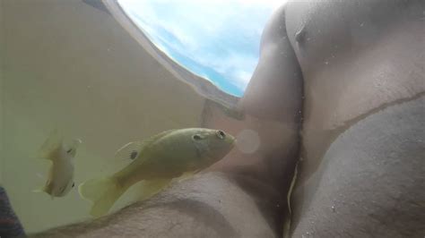 Nipple Biting Sunfish Caught On Camera In Utah Gephardt Daily