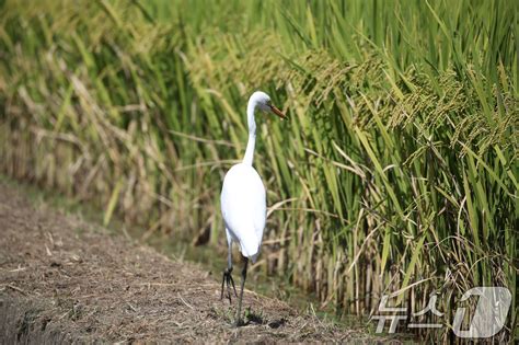 백로 白鷺 야 백로 白露 다가온다