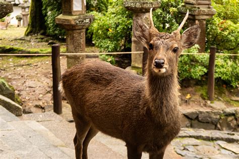 일본 나라시의 나라 공원에 뿔이 사는 신성한 호기심 어린 갈색 사슴 0명에 대한 스톡 사진 및 기타 이미지 0명 11월 가을 Istock