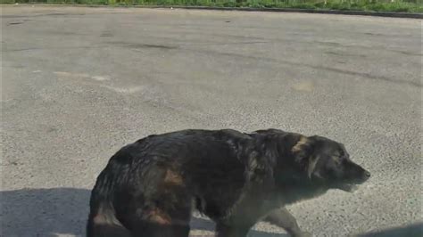 Напали бездомные собаки еле отбился Youtube