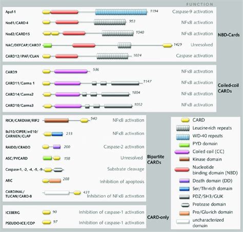 Schematic Representation Of The Domain Structures Of Human Download Scientific Diagram