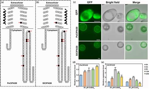 Protein Expression Patterns Of Pecipas8 And Slcipas8 A B Membrane Download Scientific Diagram