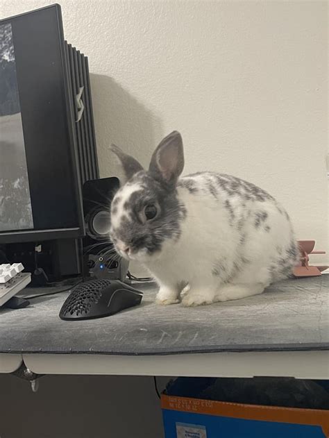 Nervous About Rhdv Vaccine Rrabbits