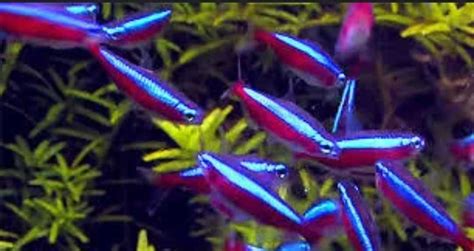 Vietuitoare Acvariu Bucuresti Sectorul 6 • Olxro