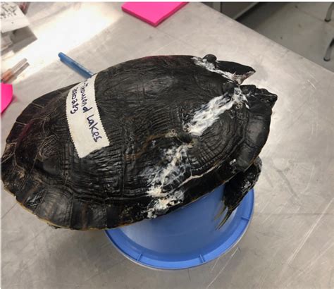 Managing Traumatic Injuries Turtle Ally Certification Program