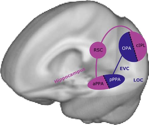 Two Network Model Of Scene Perception Our Results Provide Strong