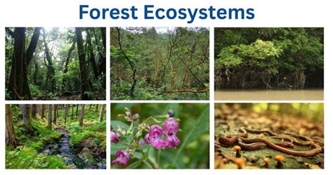 Forest Ecosystems Types Components Biodiversity Functions