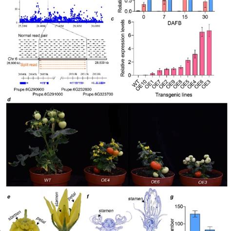 Pdf An Integrated Peach Genome Structural Variation Map Uncovers Genes Associated With Fruit