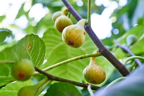 How To Control Fig Pests Naturally How To Get Rid Of Them With Natural