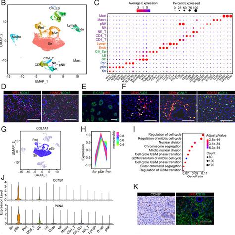 Characterization Of The Different Types Of Cells In Normal Endometrial