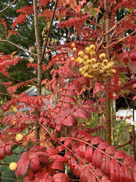 Home Trees Collection Only Ornamental Trees Sorbus ‘joseph Rock 7ft