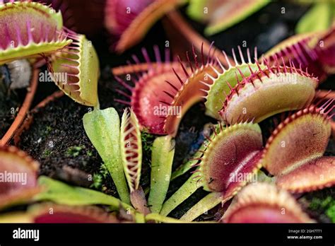 Heterotrophic Plants