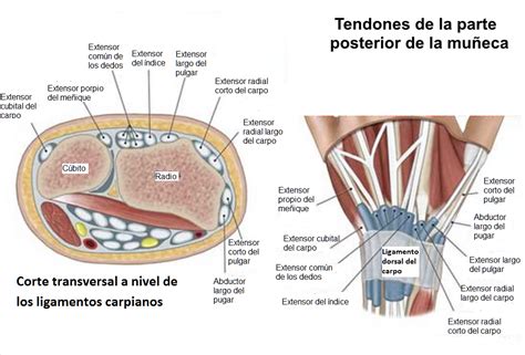 Tendón Escuelapedia Recursos Educativosescuelapedia Recursos