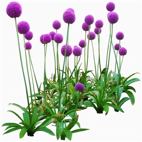 Allium Giganteum Flower Seeds 200 Pack Pl017na00nba The Home Depot