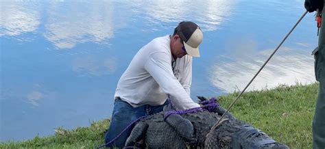 13 Foot Alligator Killed Member Of The Homeless Population