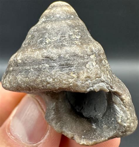 Gastropod Shell Fossil With Box And Stand Whitby North Yorkshire J