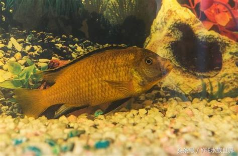 為新手推薦高顏值耐養魚種——非洲王子 每日頭條