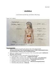 Endocrine Histology And Diabetic Physiology Study Guide Course Hero