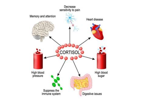Cortisol Coast To Coast Compounding