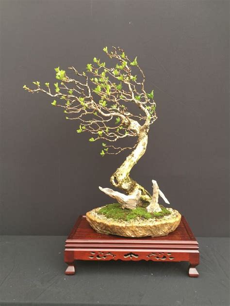 Windswept Bonsai Windswept Bonsai Bonsai Tree Bonsai