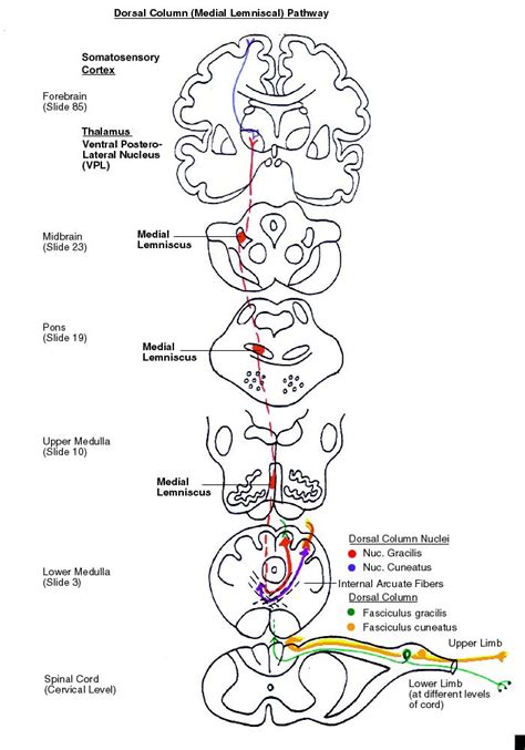 Medial Lemniscus Medulla