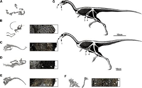 19 Dinosaur Skeletons Have Been Found What Do They Tell Us About