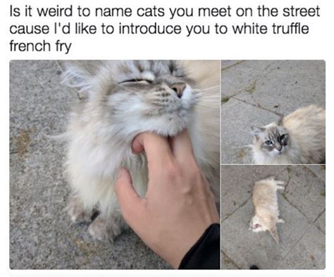 Top Laughing So Hard Cat Memes Lady And Cat Meme Best