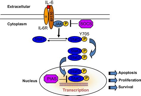 Interleukin 6 Signaling Pathway In Targeted Therapy For Cancer Cancer