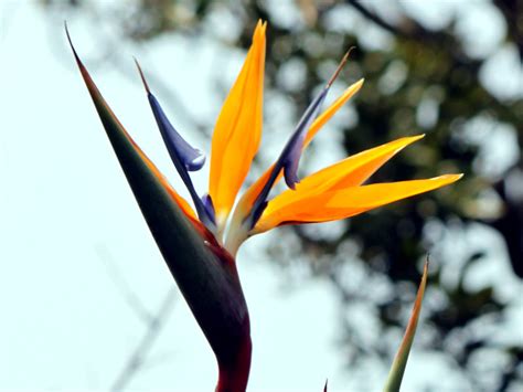 Strelitzia Reginae