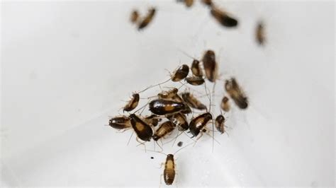 Gut Bacteria Important Factor In Cockroach Gathering Nc State News