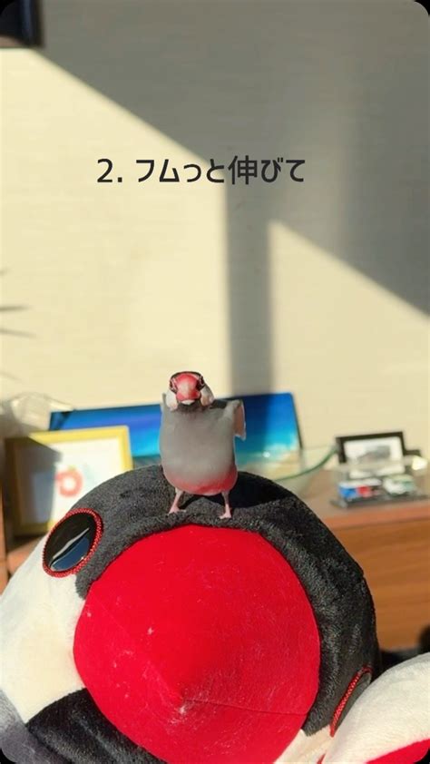 まさよ 1024 文鳥の日㊗️ 文鳥のいる暮らし 文鳥生活 文鳥 文鳥の日 Instagram