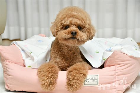 강아지 방석 쉼쉼 애견 면방석 쿠션 네이버 블로그